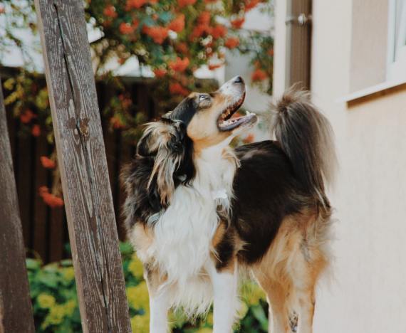 Travel With Your Pet: 10 Dog Friendly Destinations in Europe - Iconic ...
