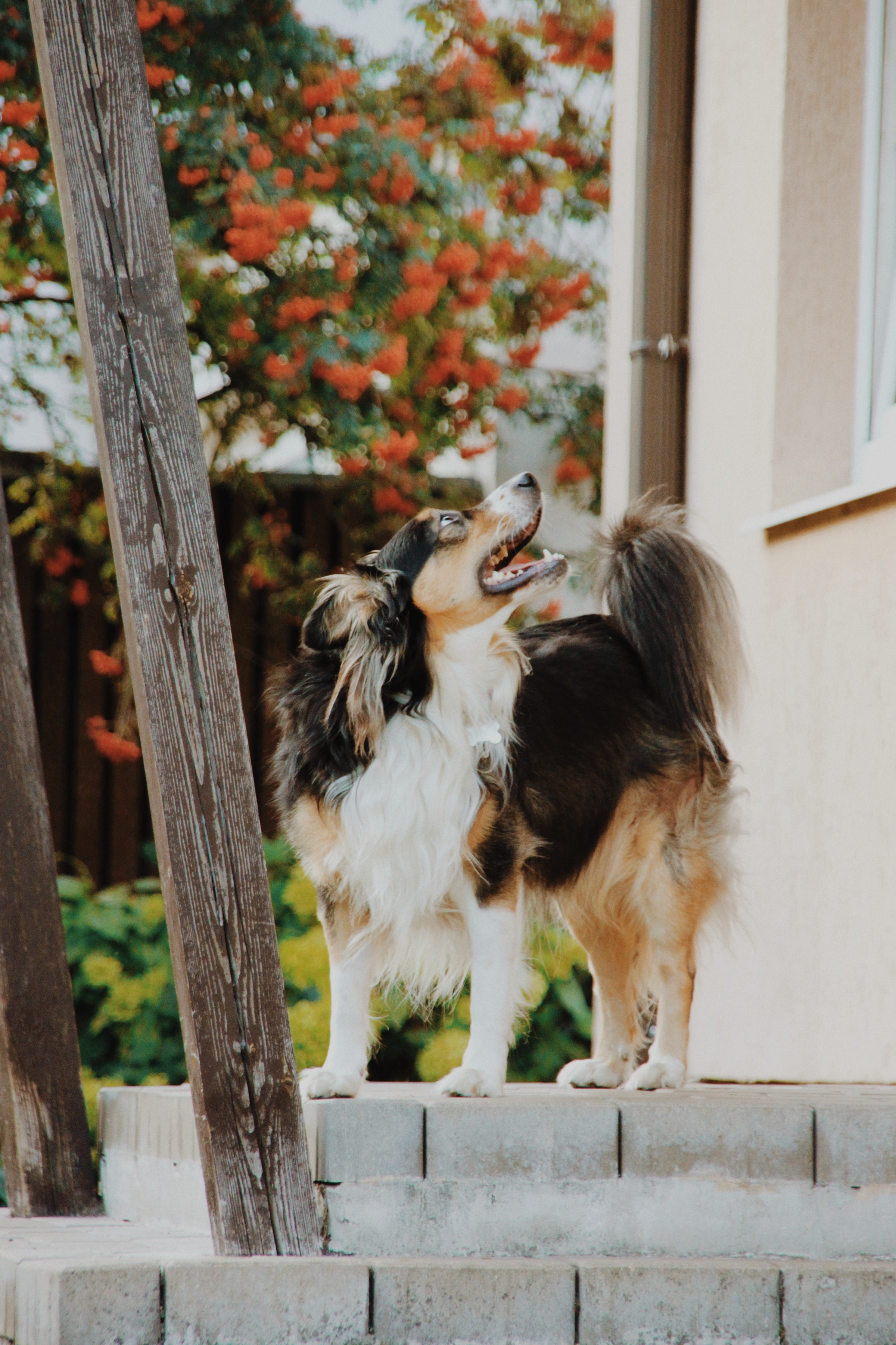 Travel With Your Pet: 10 Dog Friendly Destinations in Europe - Iconic ...