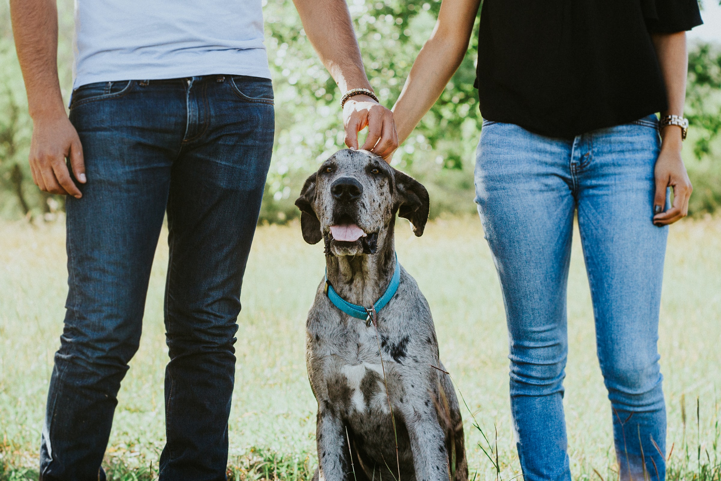 Travel With Your Pet: 10 Dog Friendly Destinations in Europe - Iconic ...