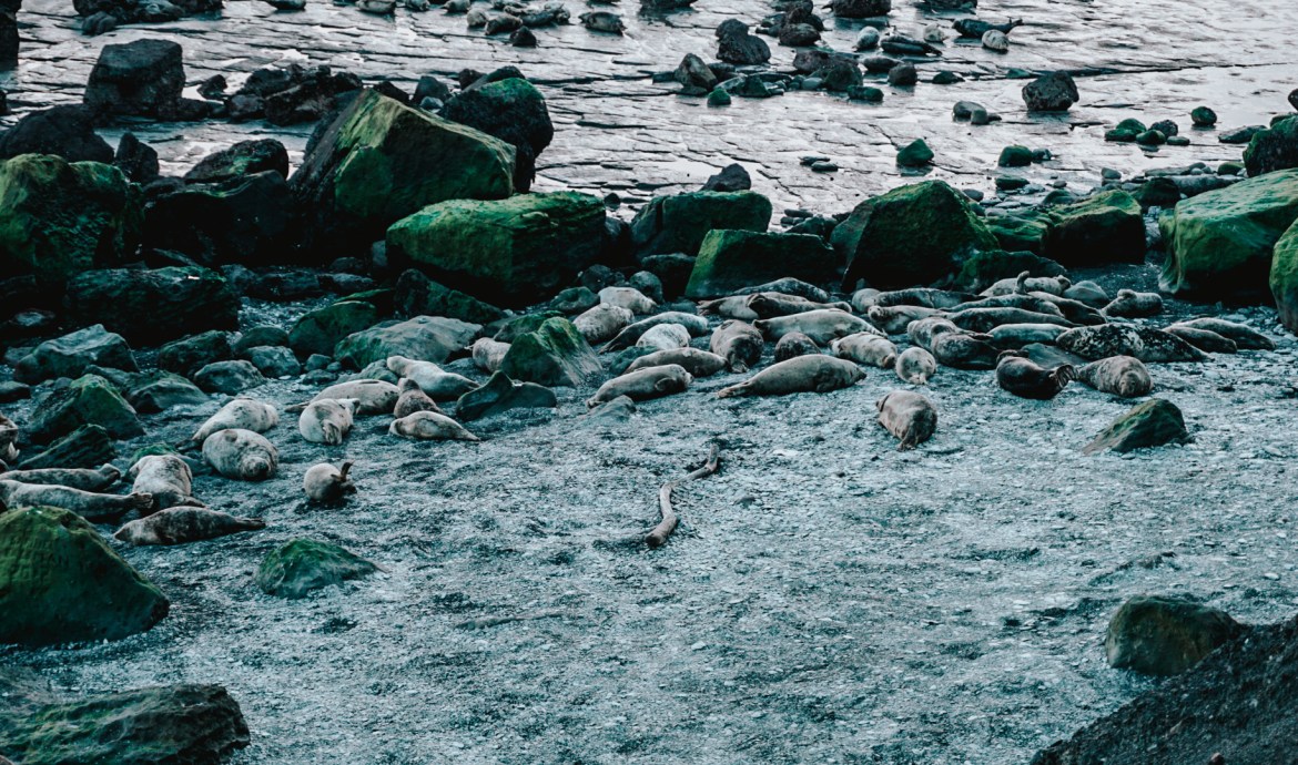 Ravenscar Seal Colony - North Yorkshire Wildlife - Iconic Magazine Online
