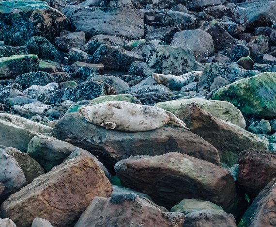 Ravenscar Seal Colony - North Yorkshire Wildlife - Iconic Magazine Online