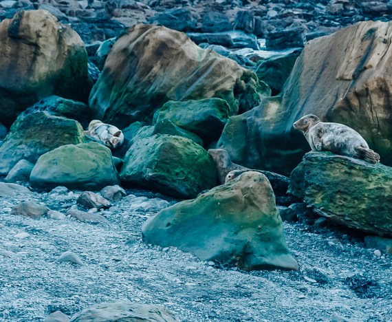 Ravenscar Seal Colony - North Yorkshire Wildlife - Iconic Magazine Online