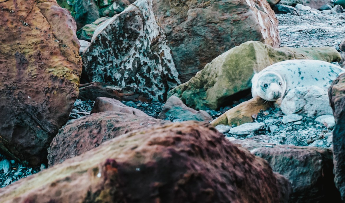 Ravenscar Seal Colony - North Yorkshire Wildlife - Iconic Magazine Online