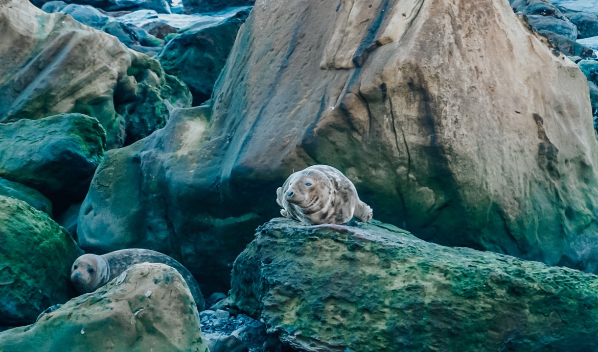 Ravenscar Seal Colony - North Yorkshire Wildlife - Iconic Magazine Online
