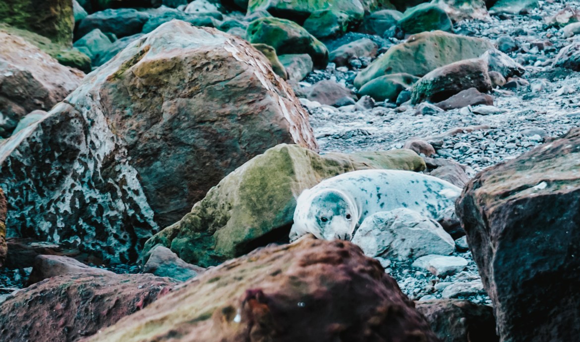 Ravenscar Seal Colony - North Yorkshire Wildlife - Iconic Magazine Online