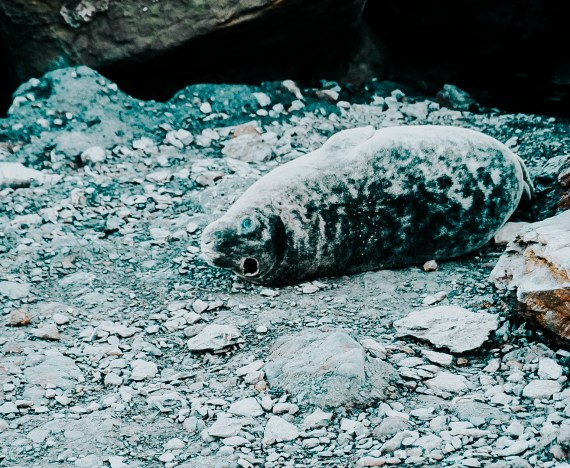 Ravenscar Seal Colony - North Yorkshire Wildlife - Iconic Magazine Online