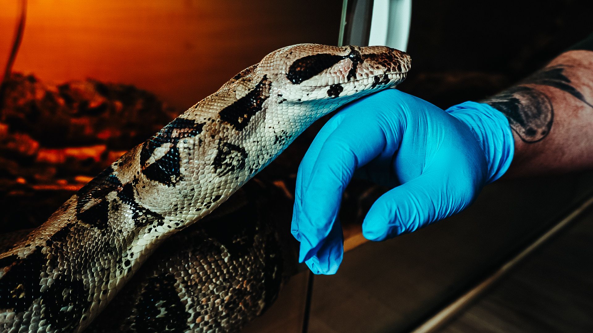 Beyond Kingdom Hall: Jehovah's Witnesses Cult Dynamics - Iconic ...